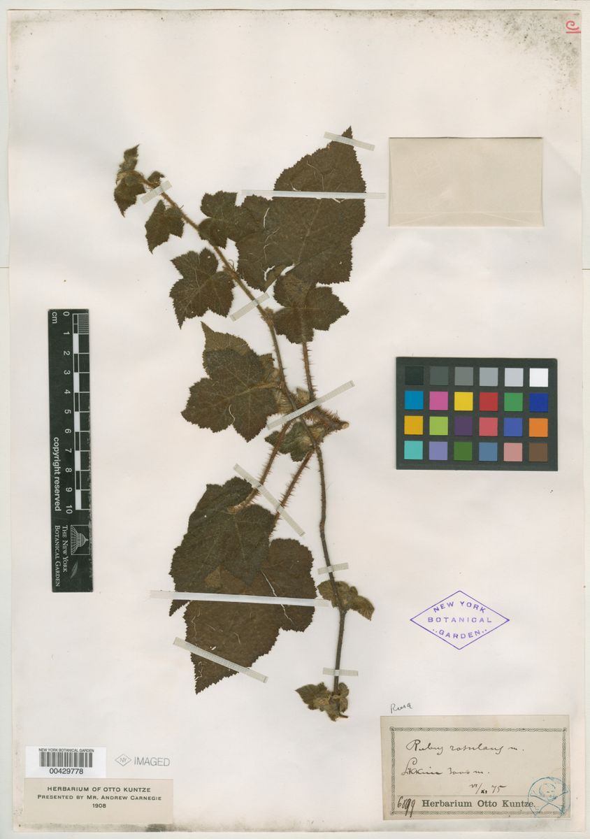 Rubus treutleri – eFlora of India