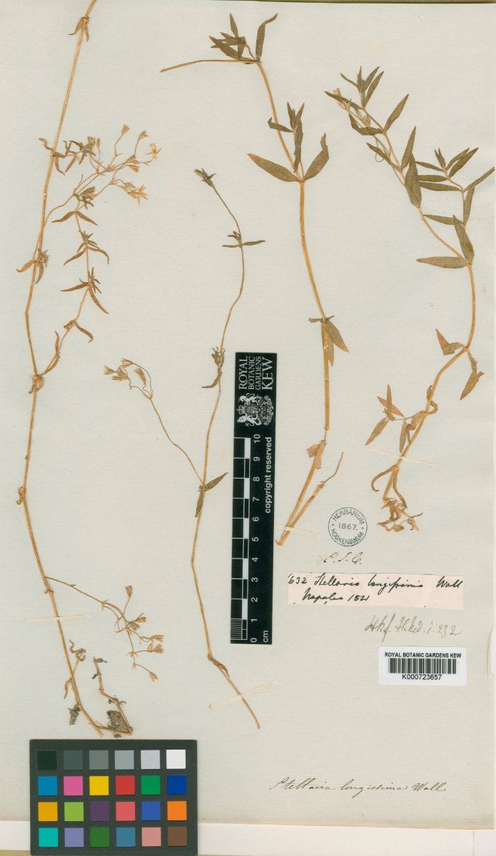 Stellaria patens – eFlora of India