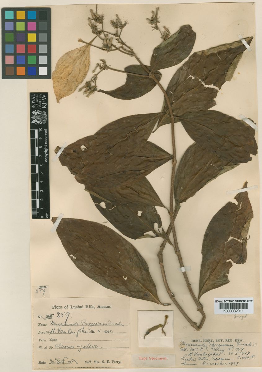 Mussaenda roxburghii – eFlora of India