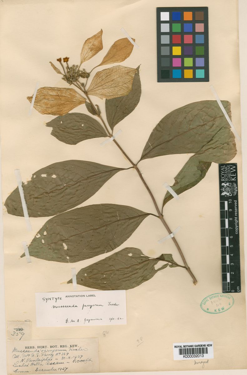 Mussaenda roxburghii – eFlora of India