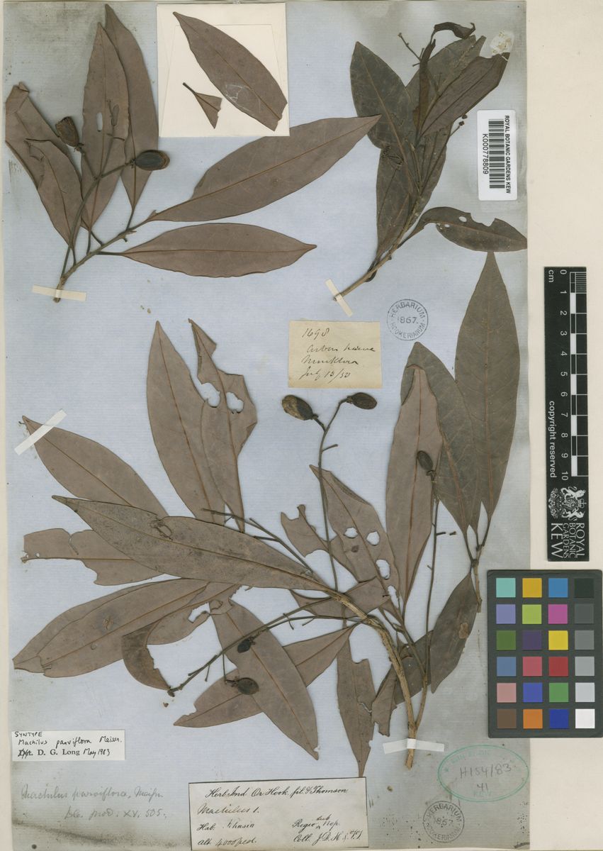 Sarcosperma arboreum – eFlora of India