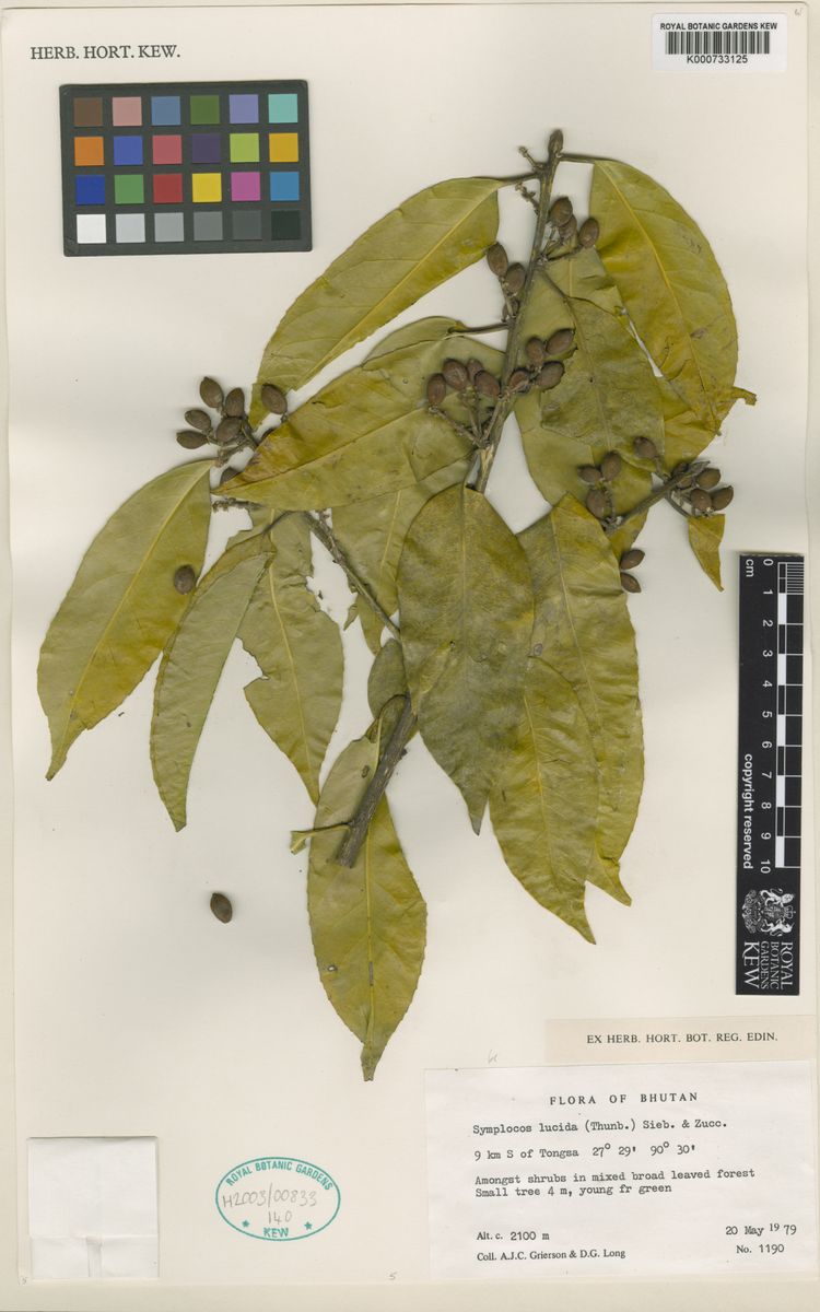 Symplocos theifolia – eFlora of India