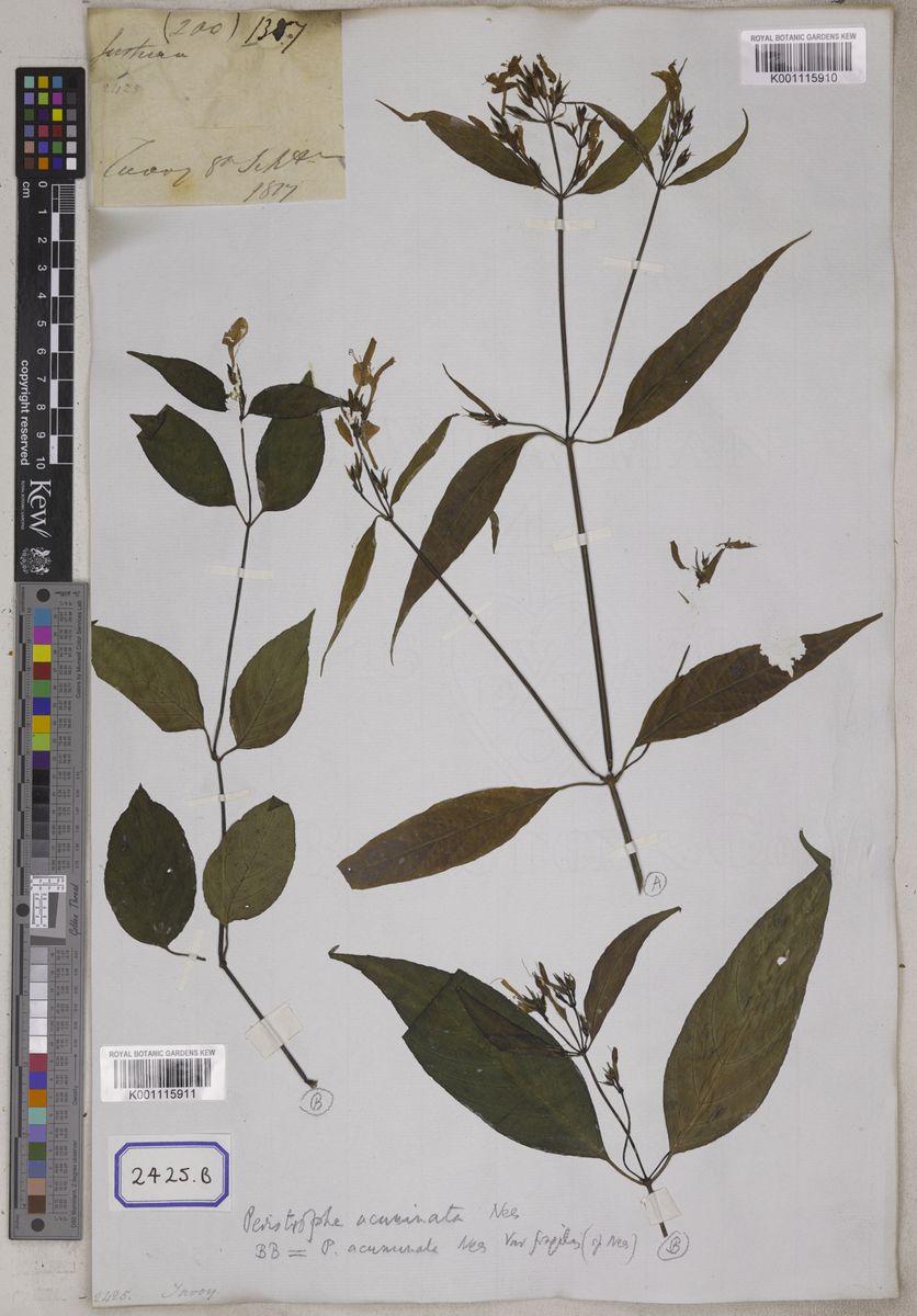 Peristrophe sp. from South Andaman Island, A & N Islands.