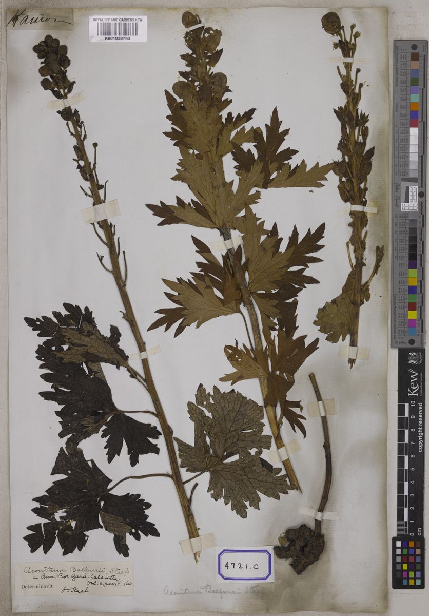 Aconitum ferox – eFlora of India