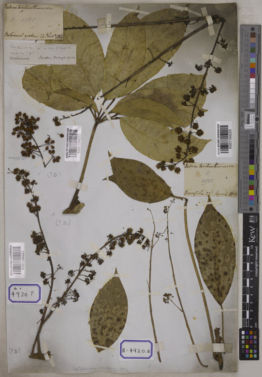 Schefflera stellata – eFlora of India
